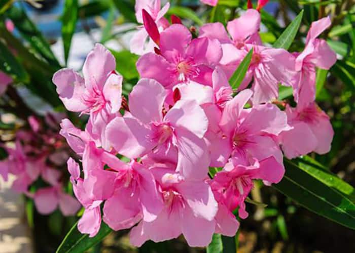 Types And Significance Of Flowers Used In Diwali Puja