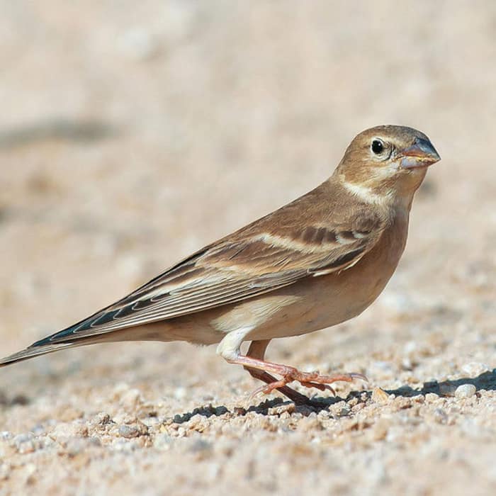 World Sparrow Day: Varieties of sparrows that are at verge of extinction