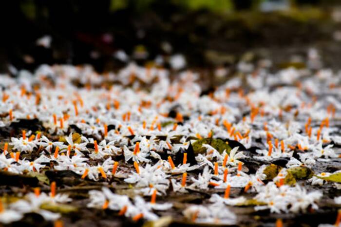 Types And Significance Of Flowers Used In Diwali Puja