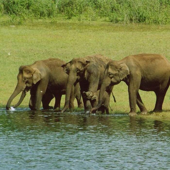 Monsoon special: 5 wildlife sanctuaries you must visit to enjoy the ...