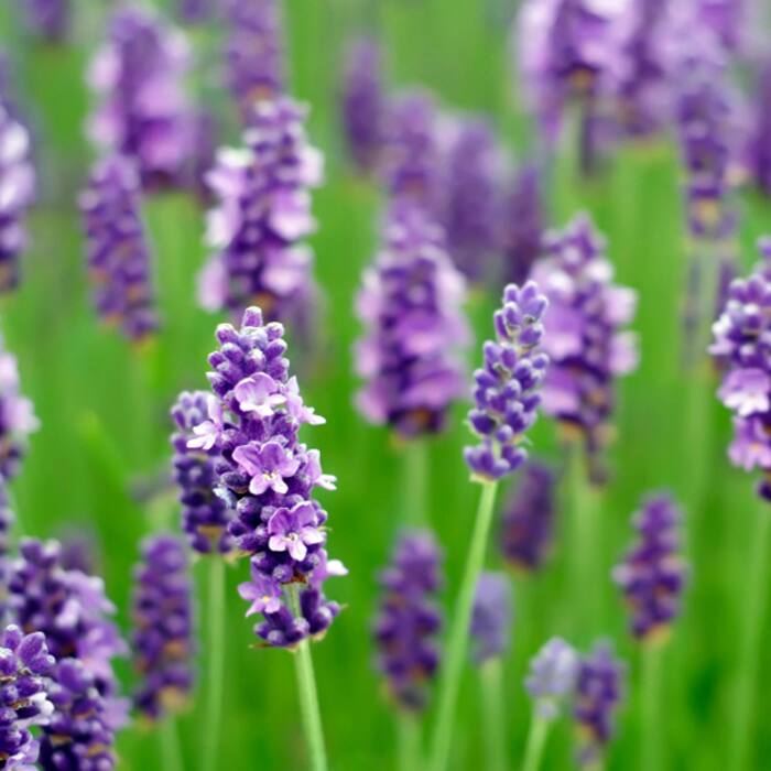 Planting these 5 plants can help you de-stress!