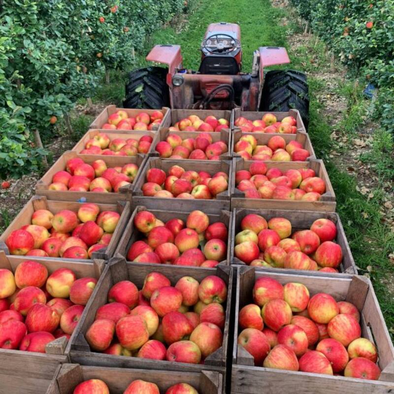 7 Must Visit Apple Orchards In India