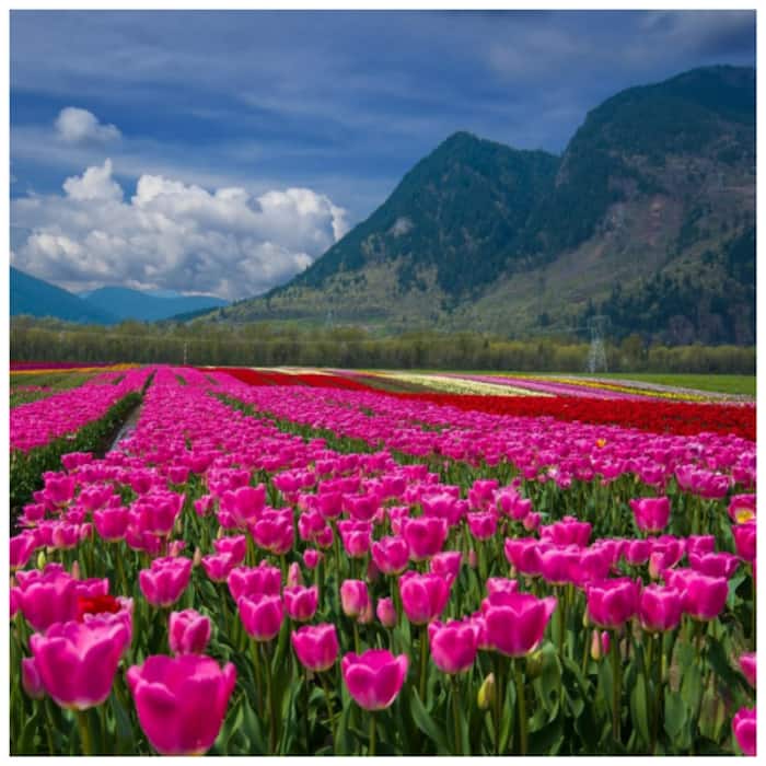 Asia's Largest Tulip Garden To Open On March 19