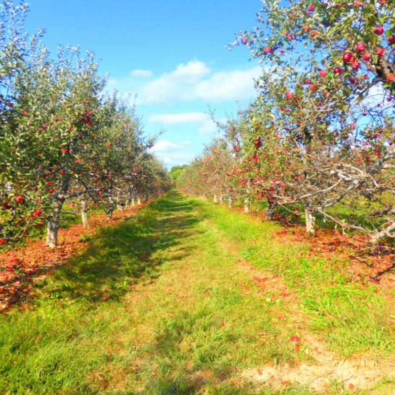 7 Must Visit Apple Orchards In India