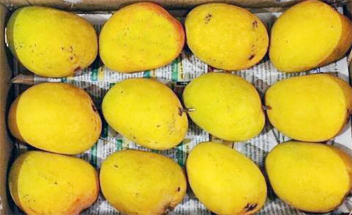 7 Popular Mango Varieties in India and Tips to Identify Them