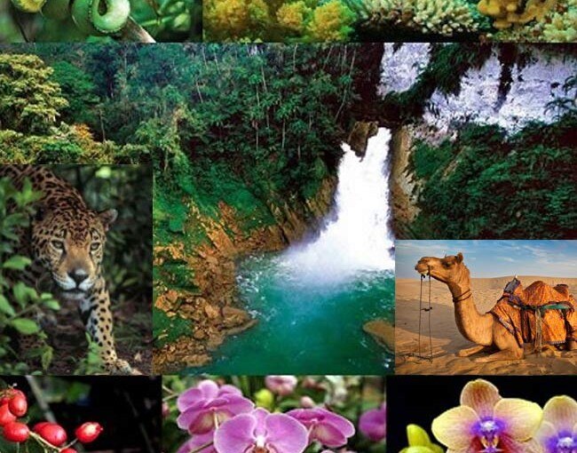 Rich Flora and fauna