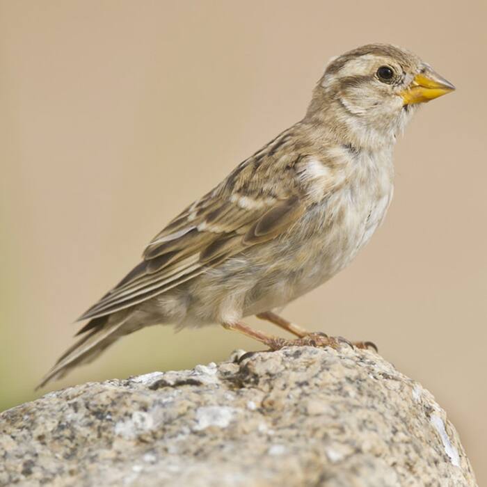 World Sparrow Day: Varieties of sparrows that are at verge of extinction