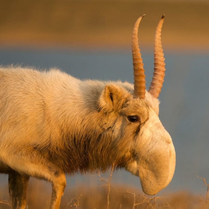 10 of the world's weirdest animals