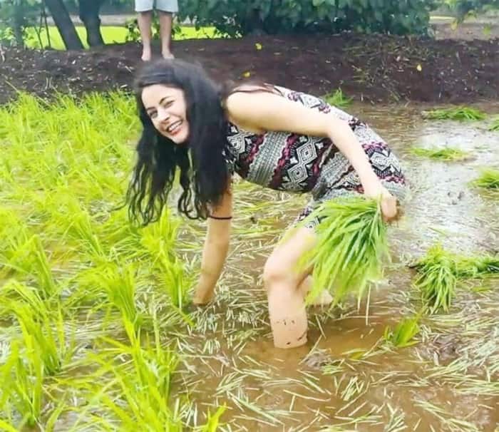 Shehnaaz Gill Spends Time With Farmers, Plants Rice Saplings With Them ...