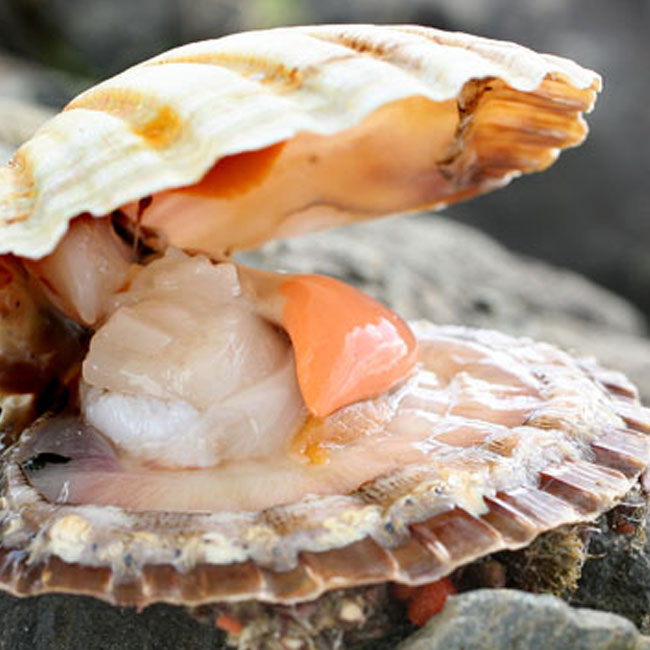 Shellfish