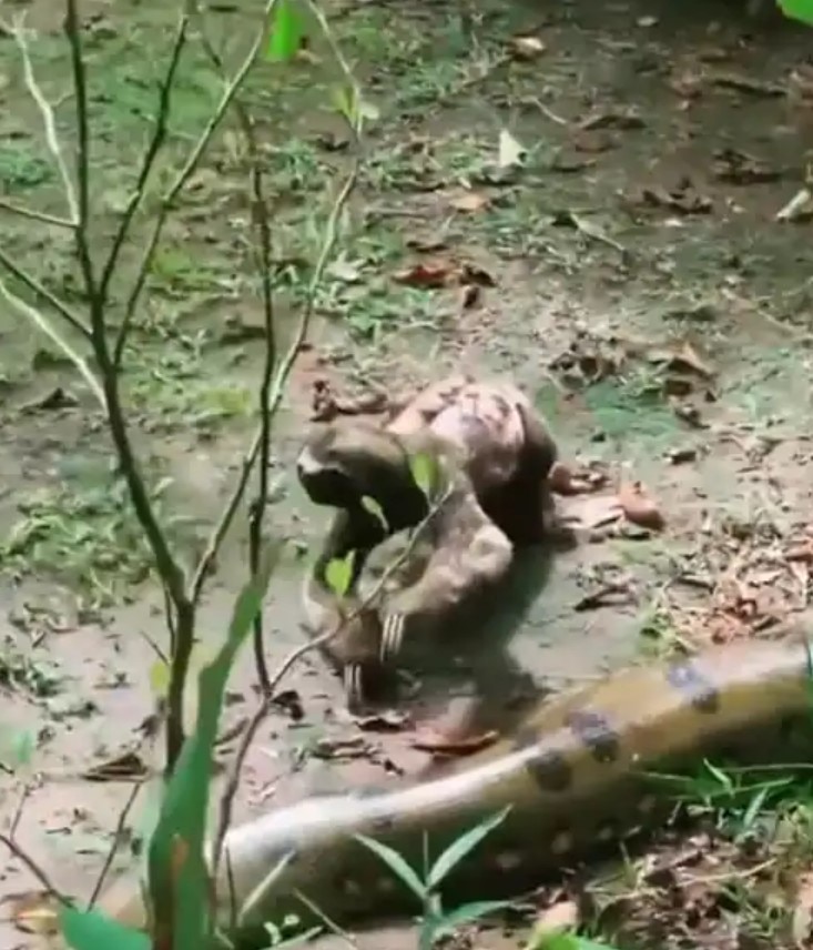 Viral: Sloth Follows Python Towards Jungle, See Pics of What Happened Next
