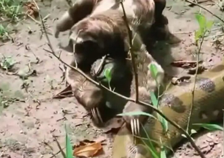 Sloth touches the snake