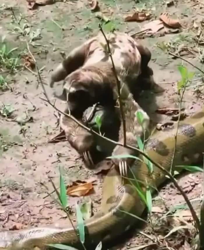Viral: Sloth Follows Python Towards Jungle, See Pics of What Happened Next