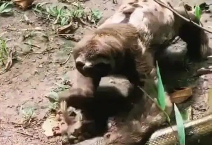 Viral News: Latest Viral Videos, Viral News, Google Top Trending Viral ...