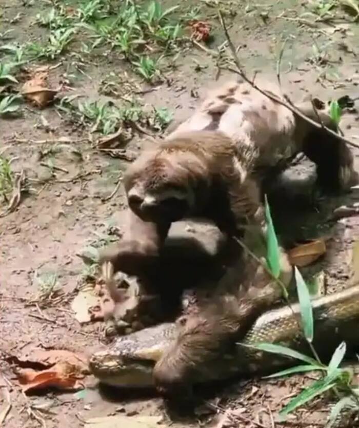 Viral: Sloth Follows Python Towards Jungle, See Pics of What Happened Next