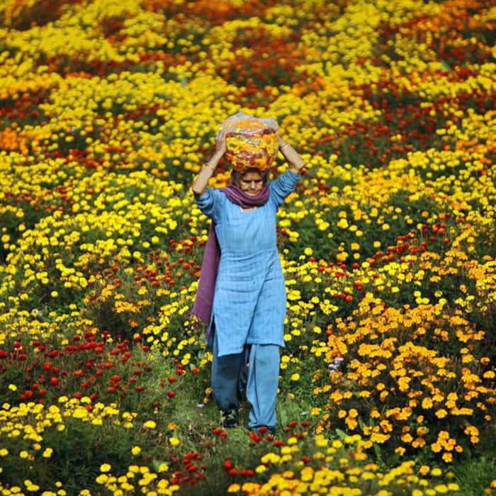 Yellow is color of Basant Panchami festival
