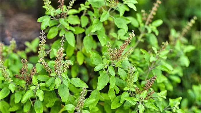 5 Reasons Why Your Tulsi Plant is Drying Out in Summers