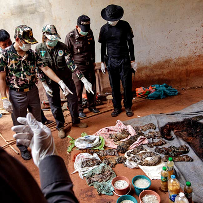 Tiger bones and body parts are used in traditional Chinese medicine