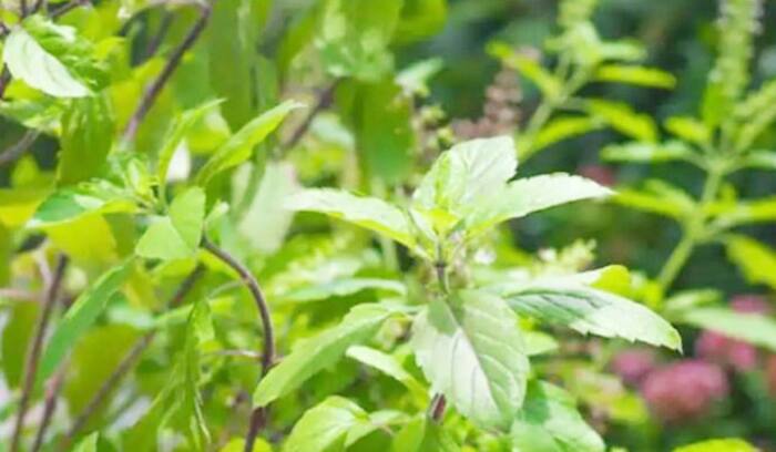 To Prevent Contamination of Food, Add Tulsi Leaves in Them