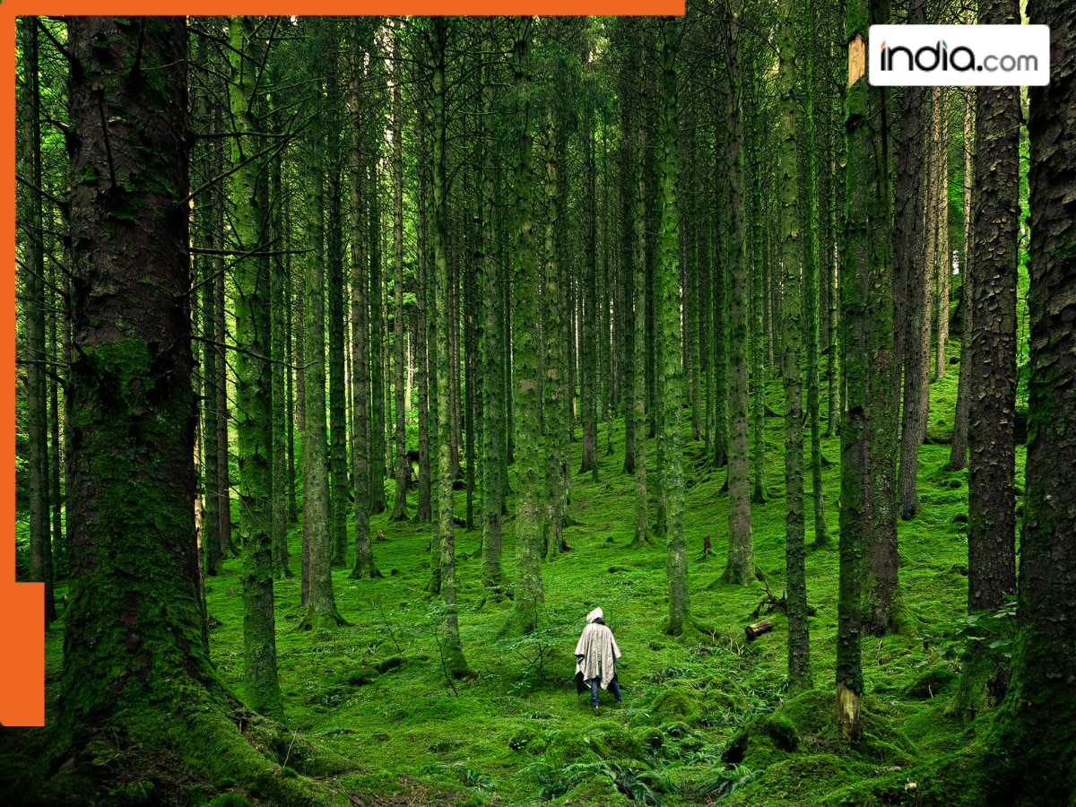 Top 10 largest forests in the world