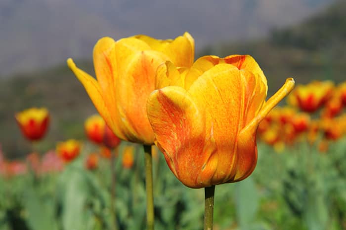 List of Festivals of April in India