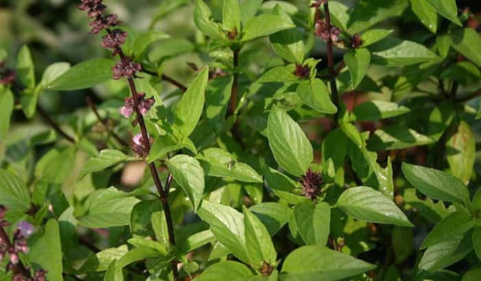 5 Effective Home Remedies For Tonsillitis You Should Know About