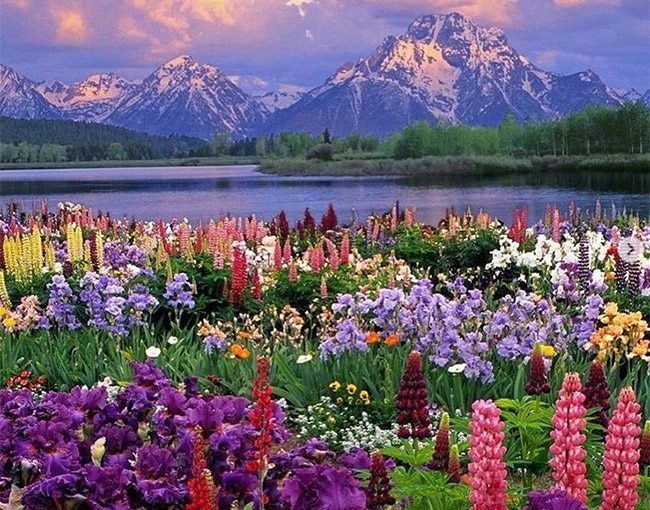 Valley of Flowers National Park, Uttarakhand