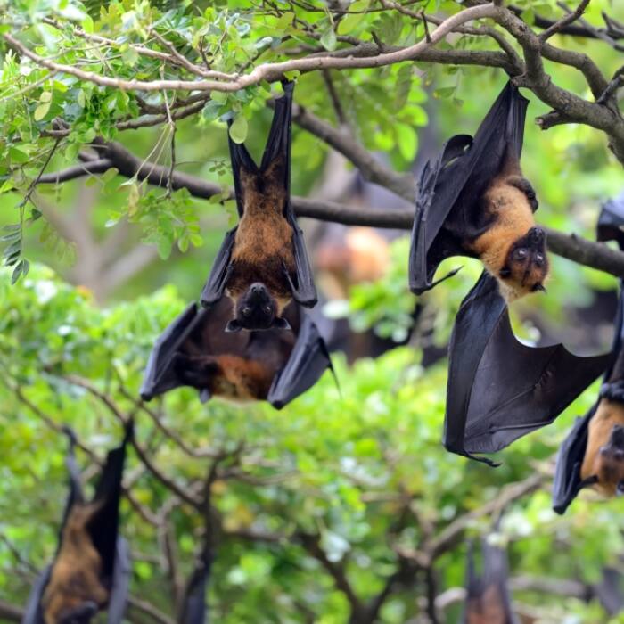 What is Nipah Virus? Can it cause death? How it spreads? 7 ways to protect yourself