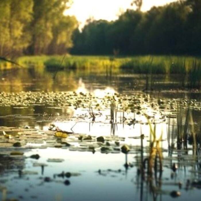 How to stay safe from brain-eating amoeba lurking in pools and water ...