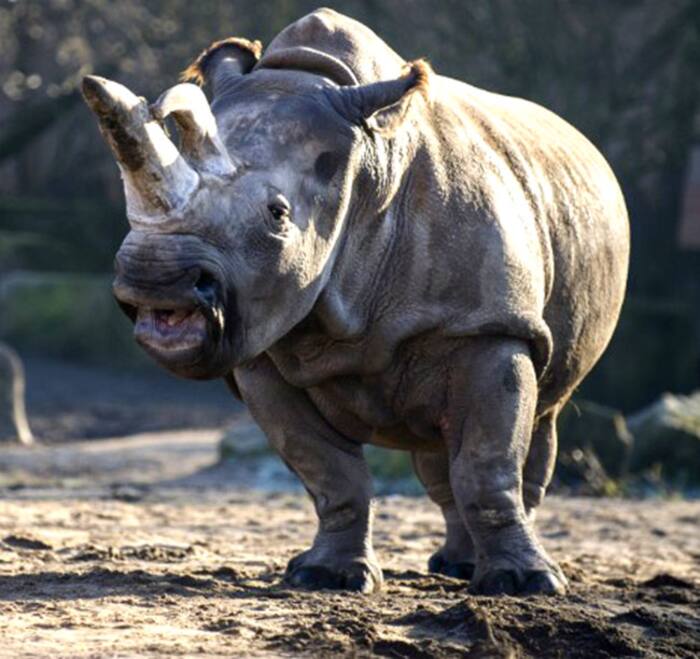 Ten most amazing animals that recently got EXTINCT