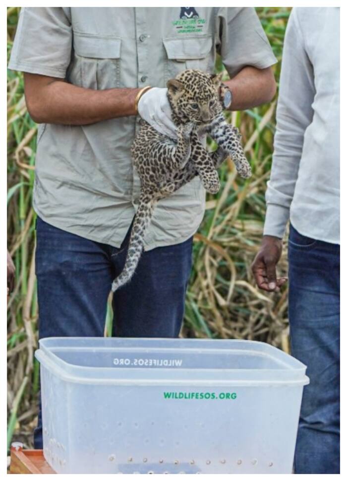 Wildlife SOS Reunites Leopard Mother And Cub