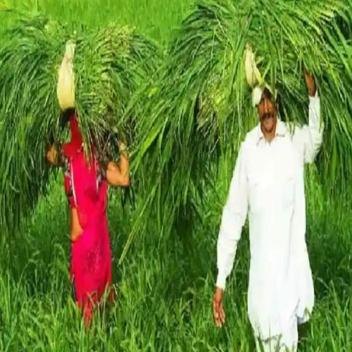 PM Kisan Samman Nidhi: Can Both Husband And Wife Claim Rs 6,000 Per ...
