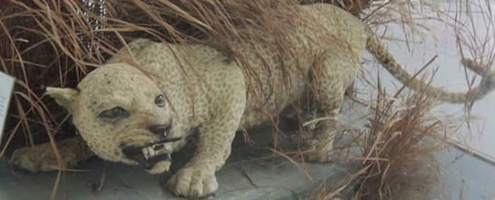 Ten most amazing animals that recently got EXTINCT